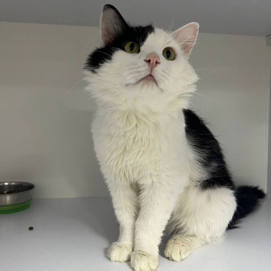 Взрослый кот в добрые руки