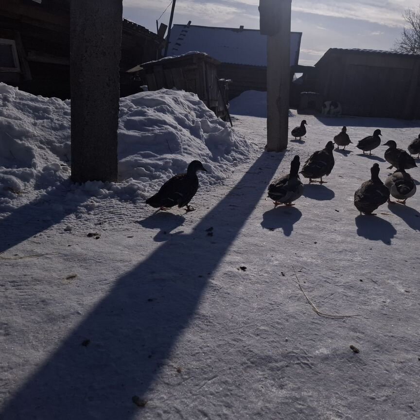 В продаже подсадные утки