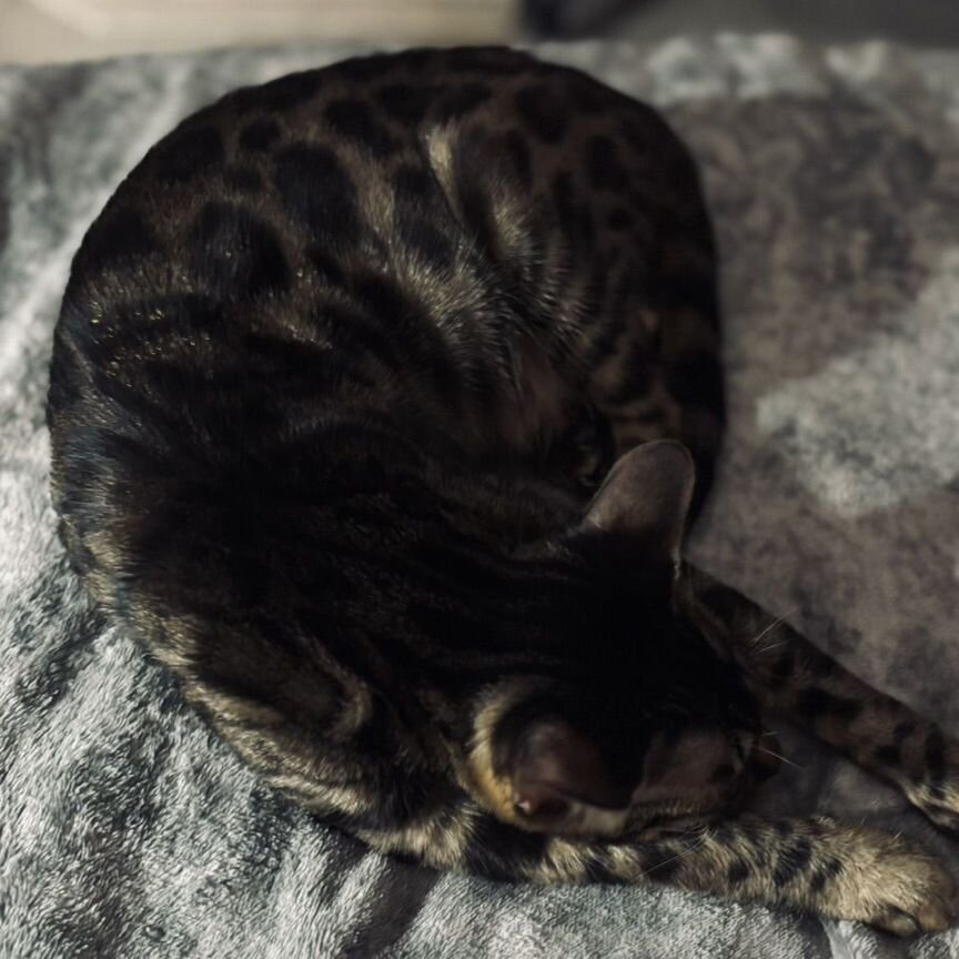 Бенгальская, взрослая кошка