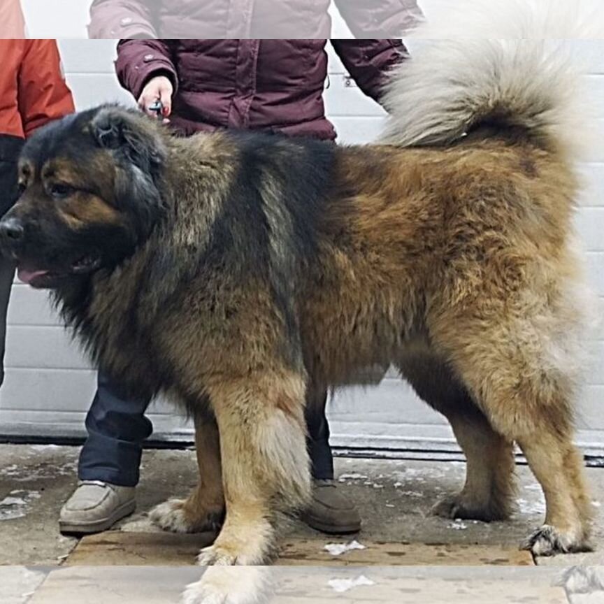 Кавказская овчарка, вязка