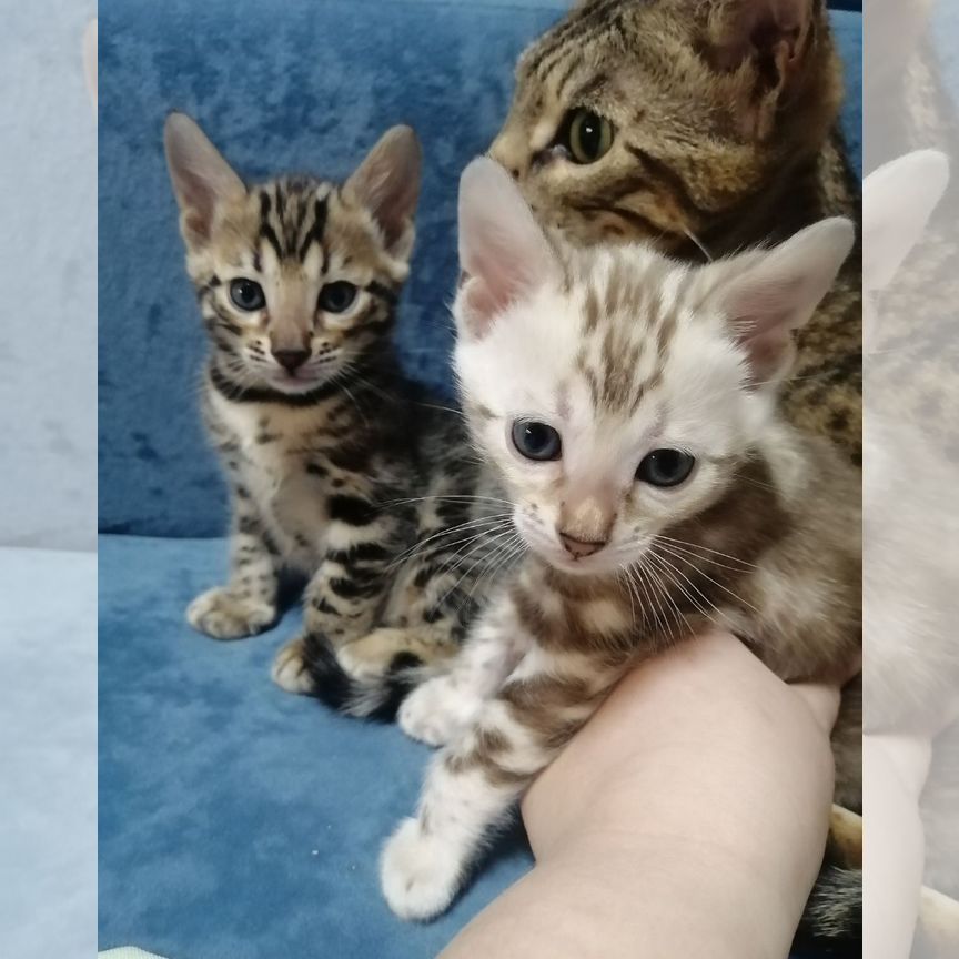 Бенгальские котята