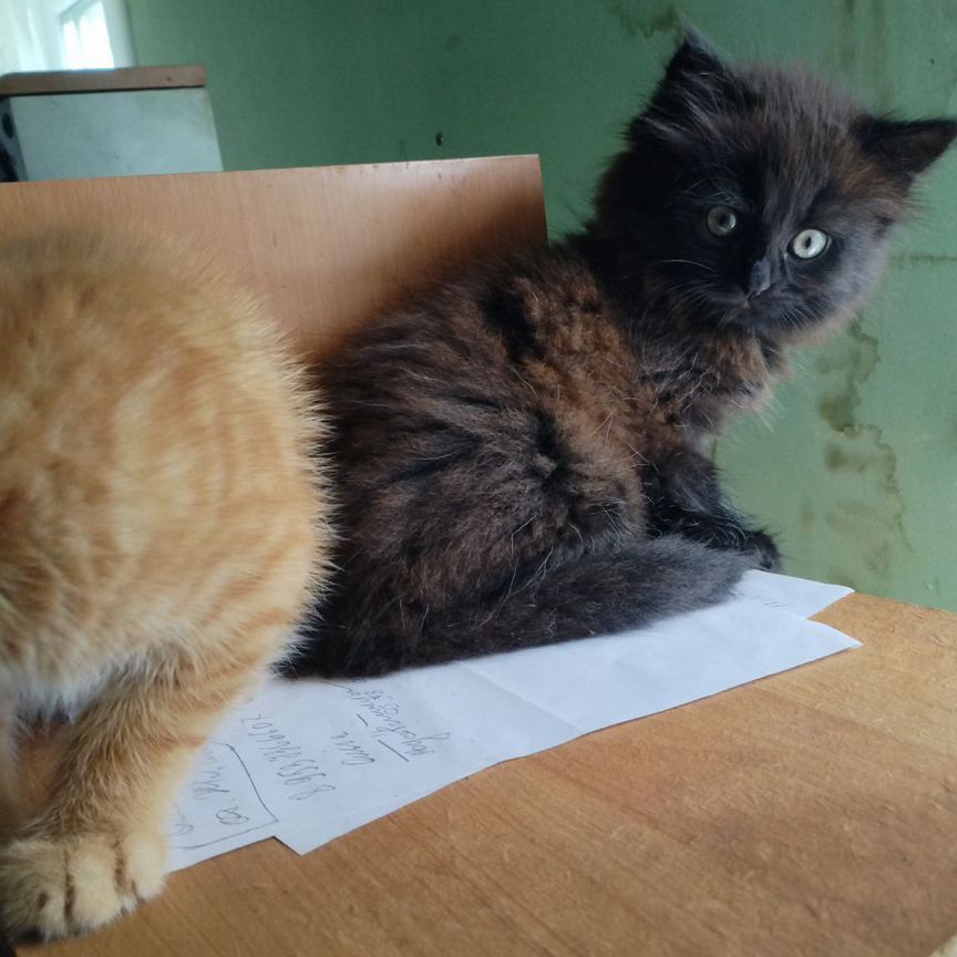 Котята в добрые руки