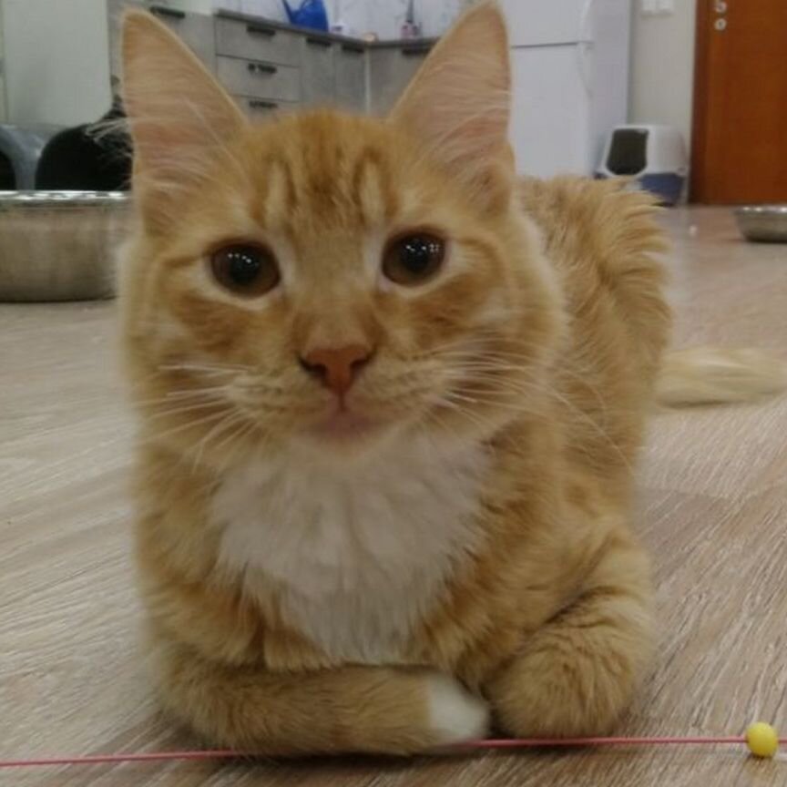 Котёнок в добрые руки