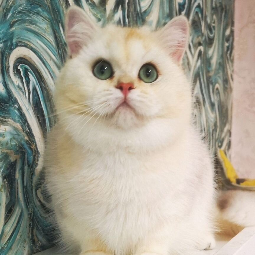 Британский котик