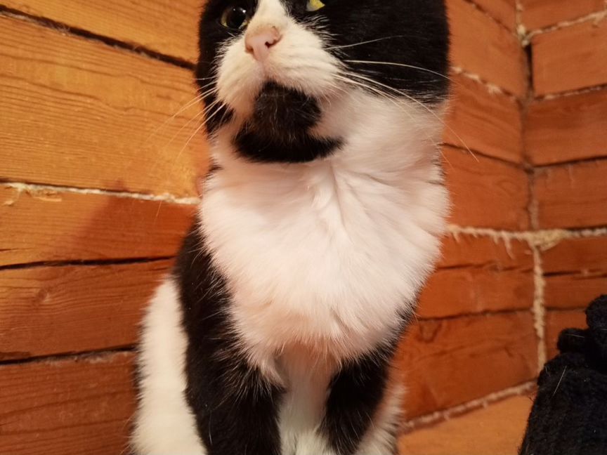 Кошка без ушек