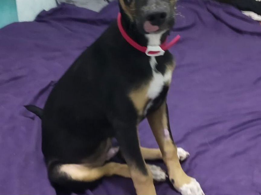 Щенок небольшой собаки в добрые руки