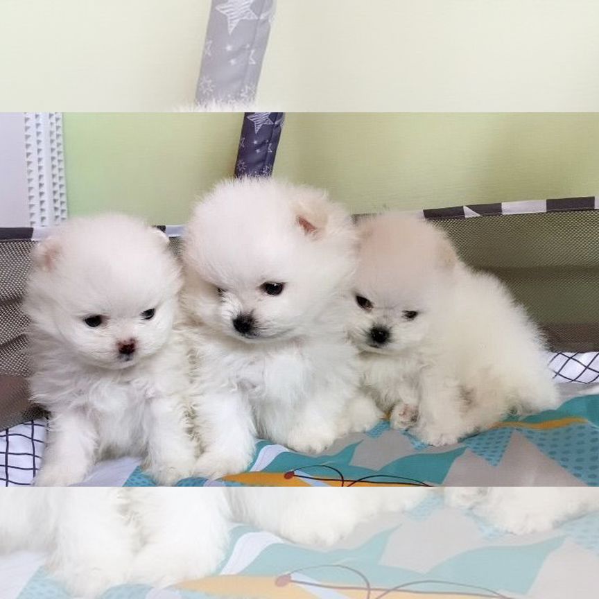 Щенки померанского шпица медвежата