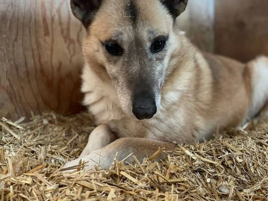 Мечтает оказаться в семье