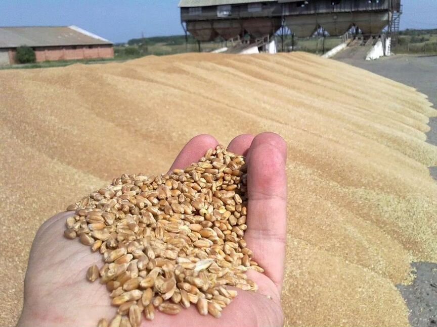 Ячмень озимый, Рожь яровая на корм