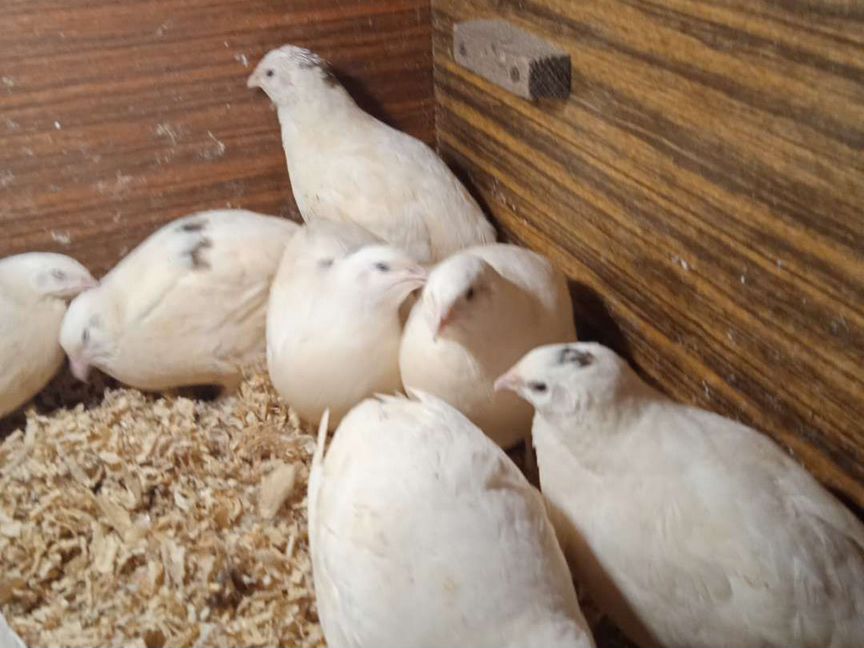 Продам перепелов породы Белые гиганты