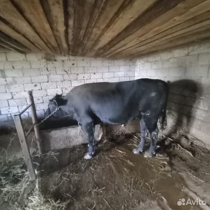 Быки на мясо