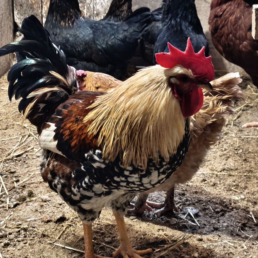 Молодой петух