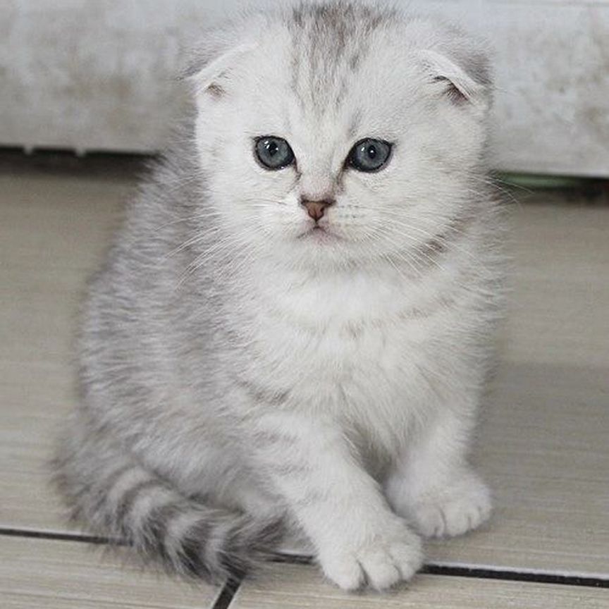 Шотландский серебристый мальчик