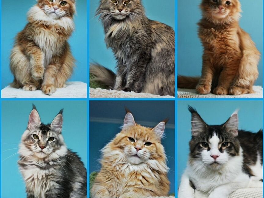 Мейн Кун и Мейн Кун Полидакт