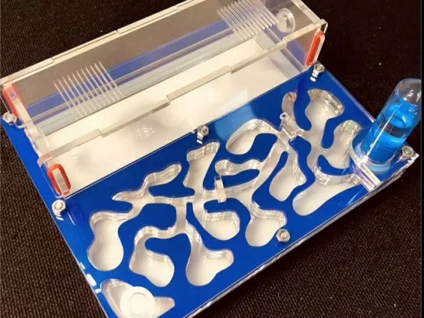 Муравьиная ферма