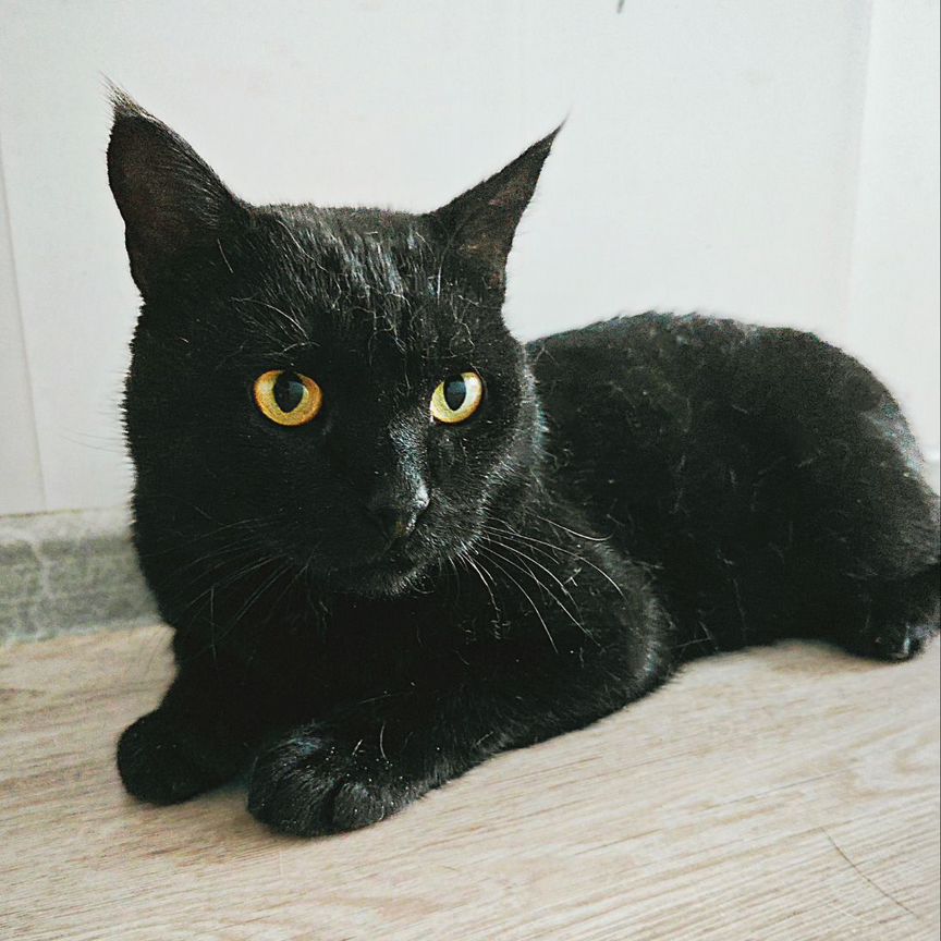 Шикарный кот ищет дом
