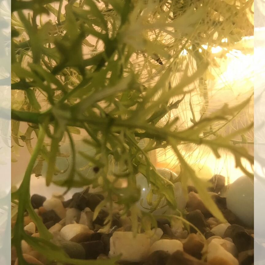 Улитки Мелании,ампулярии и балотные