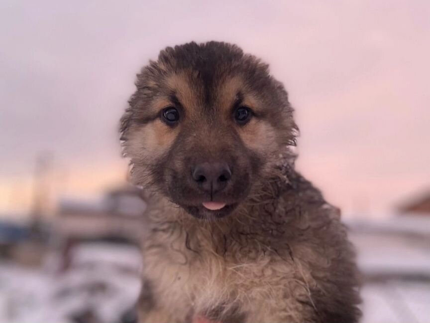 Щенок в добрые руки бесплатно