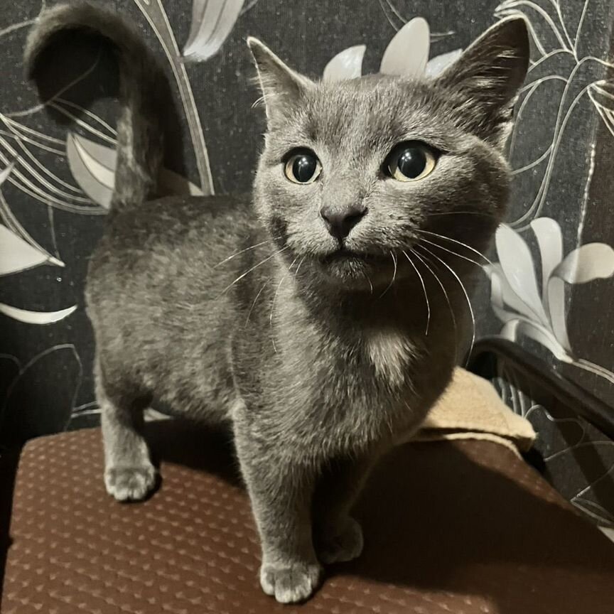 Русский голубой котёнок
