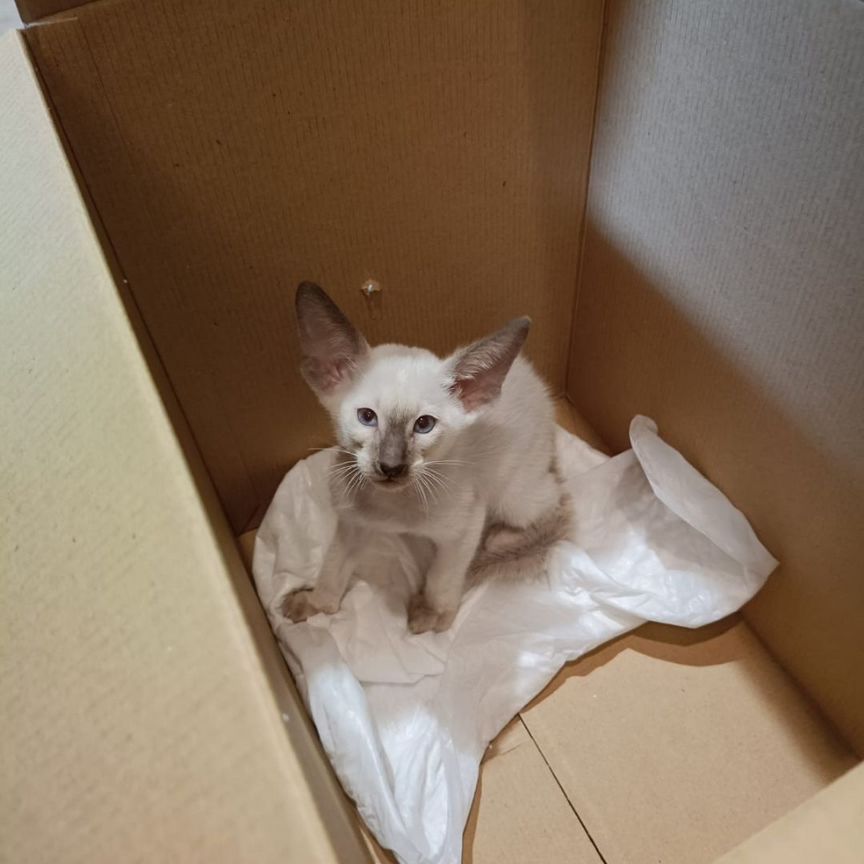 Алиментный котик