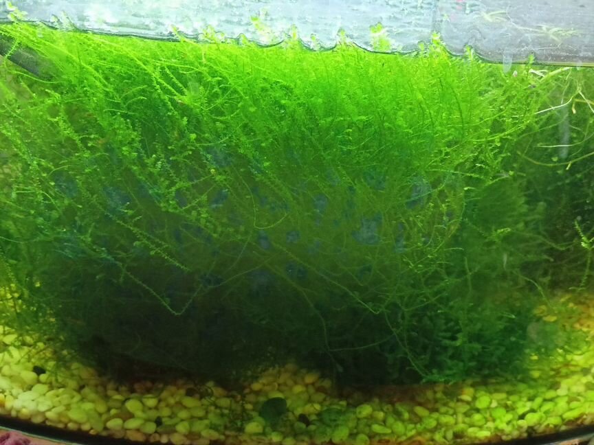 Аквариумный Яванский мох