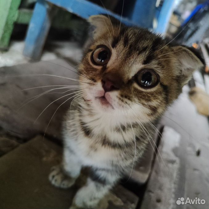 Вислоухий кот мальчик
