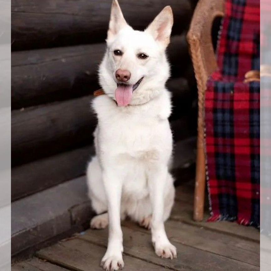 Лайка, взрослая собака