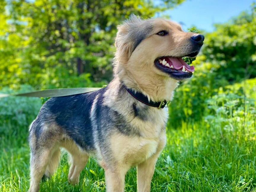 Собачка девочка Мира 1,5 года