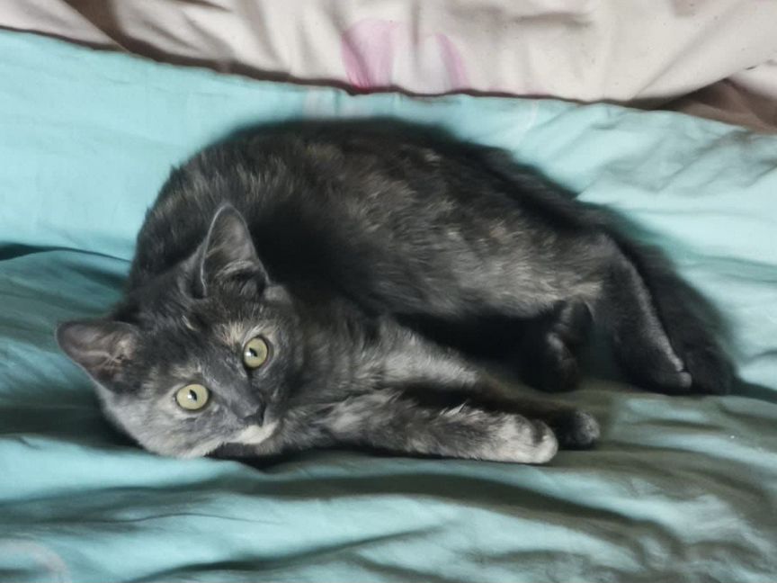 Котенок девочка нужен дом или передержка