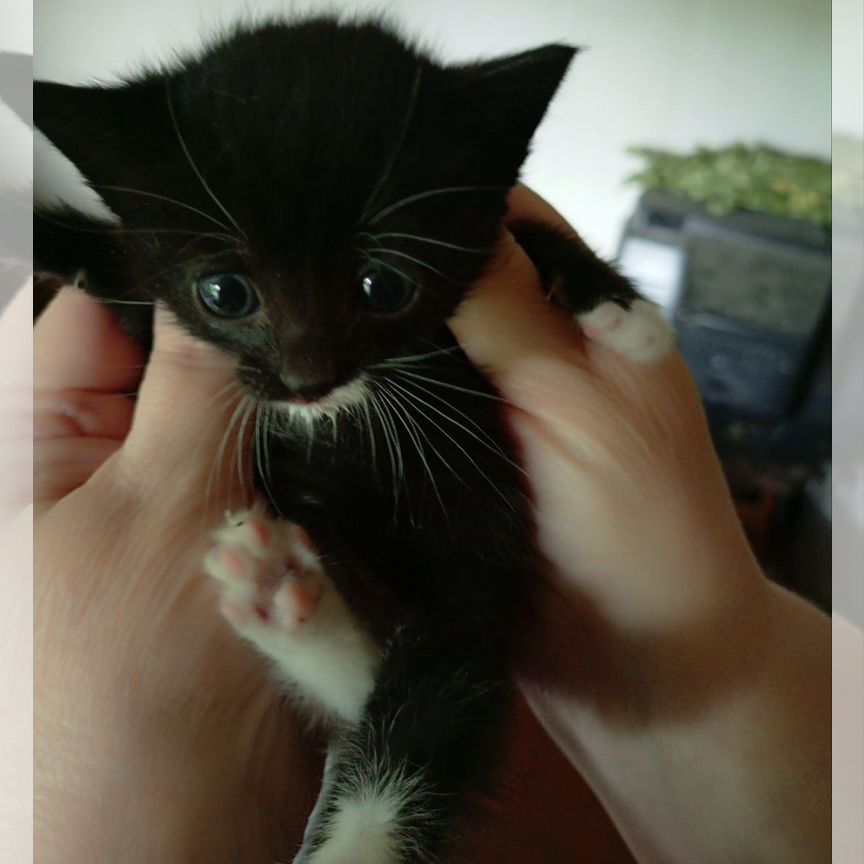 Котята отдам в добрые руки бесплатно