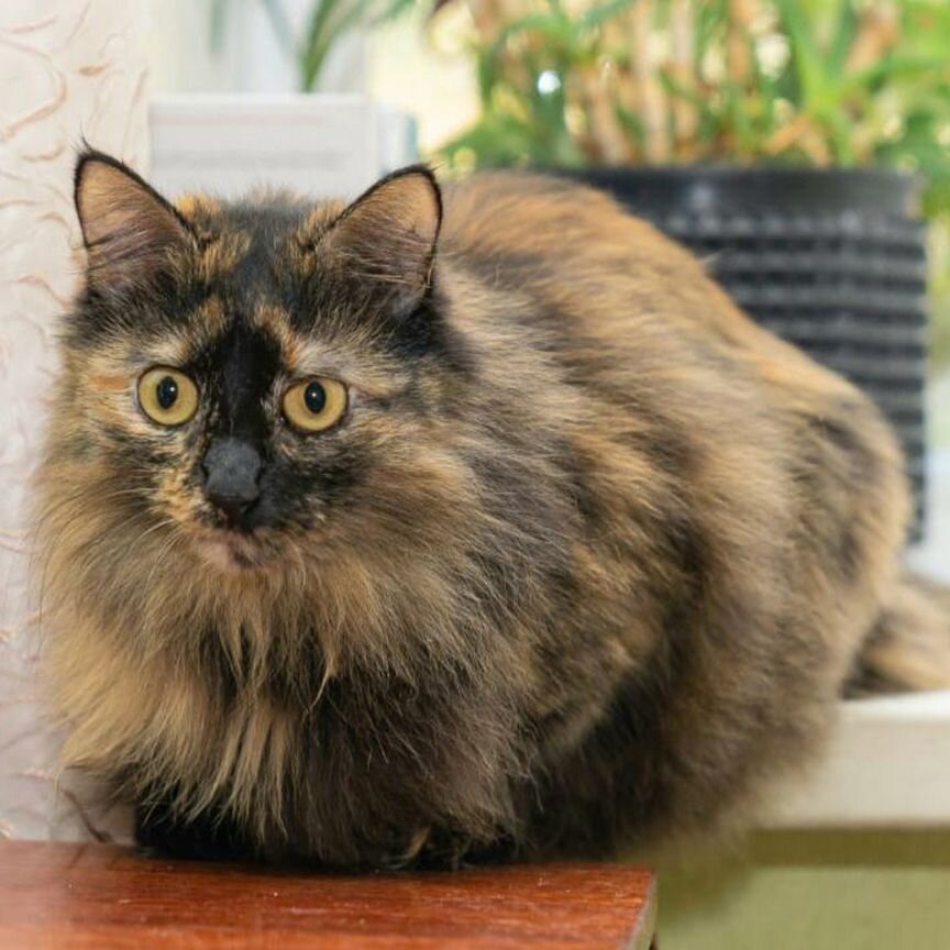 Стерелизованная кошечка красивого редкого окраса