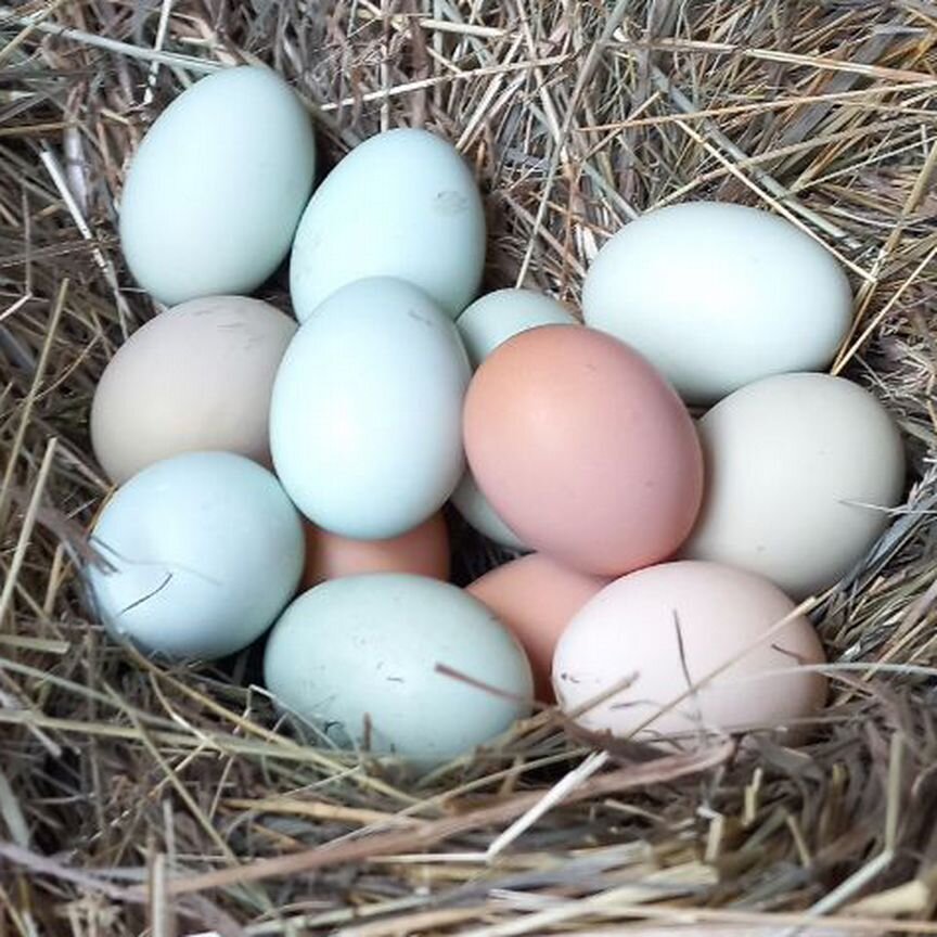 Яйцо куринное инкубационное