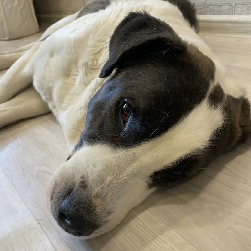 Взрослая собака в добрые руки