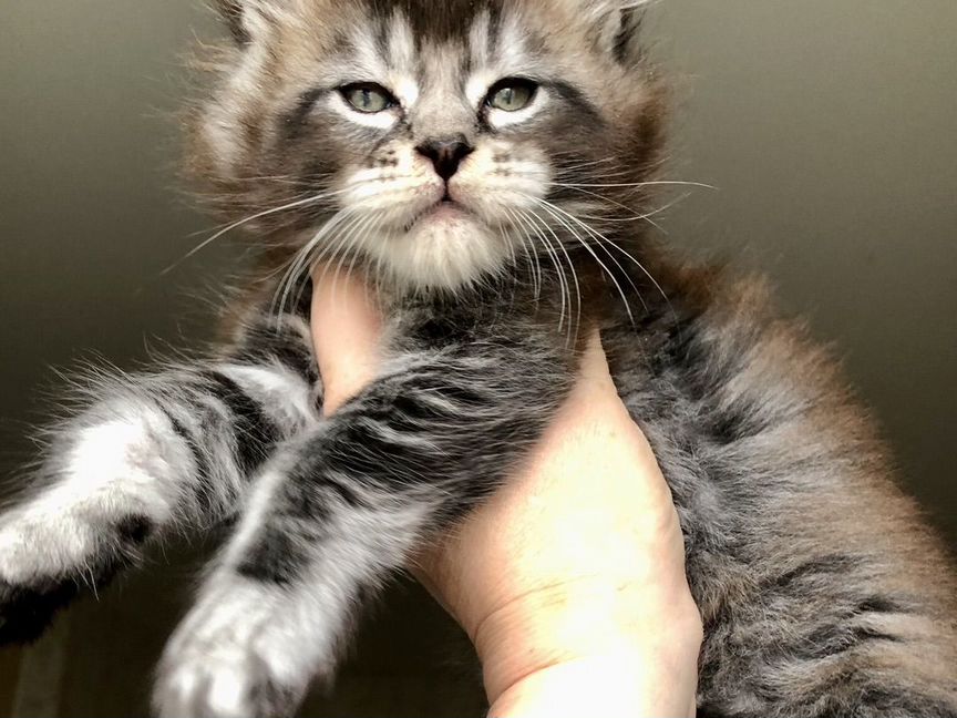 Мейн-кун мальчики