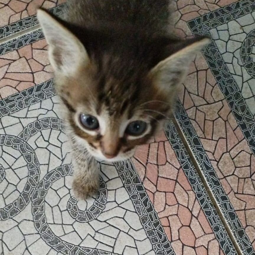 Котята в добрые руки 1,5 месяца