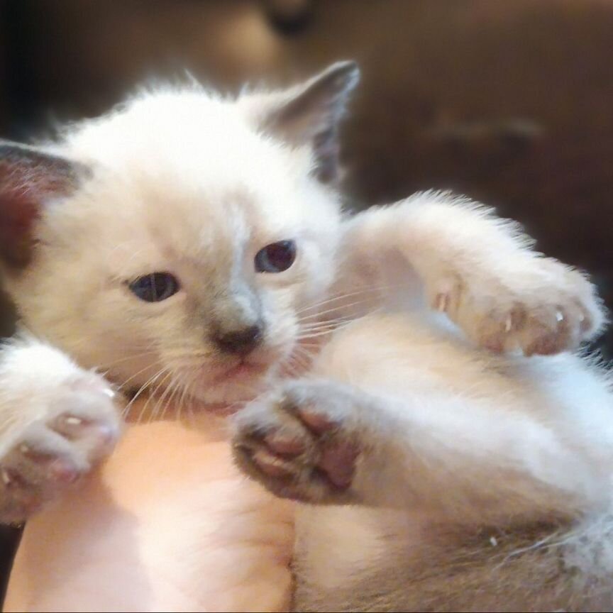 Котенок серенький