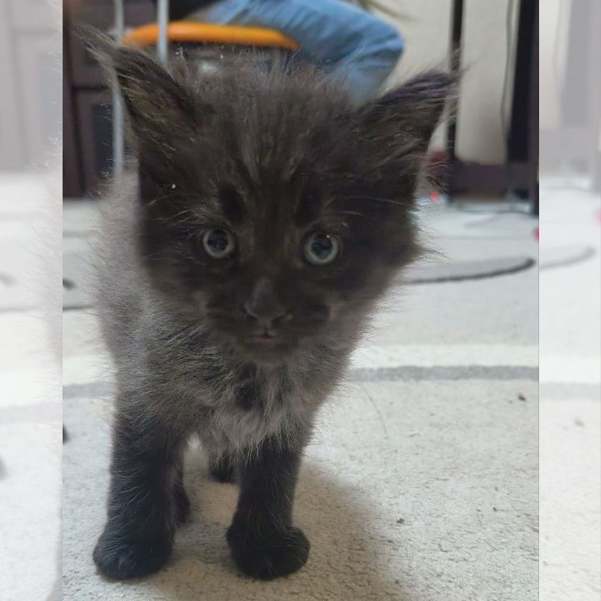 Котята в добрые руки бесплатно приучены к лотку