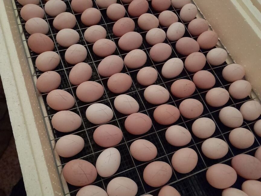 Куриное инкубационное яйцо
