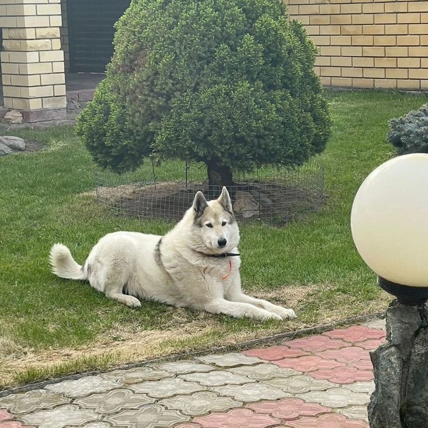 Собака старая больная