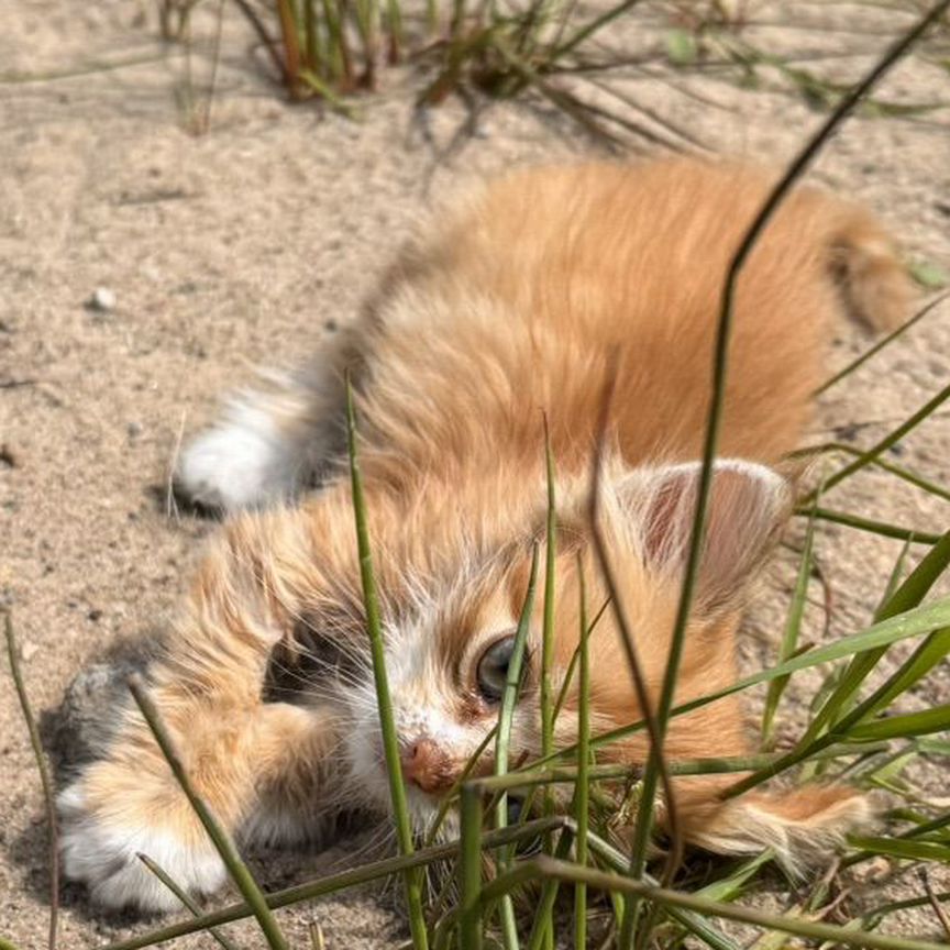Котёнок в добрые руки