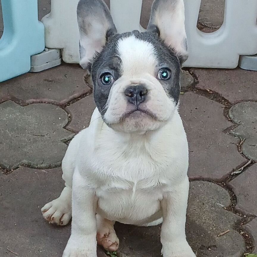 Голубой триколор мальчик