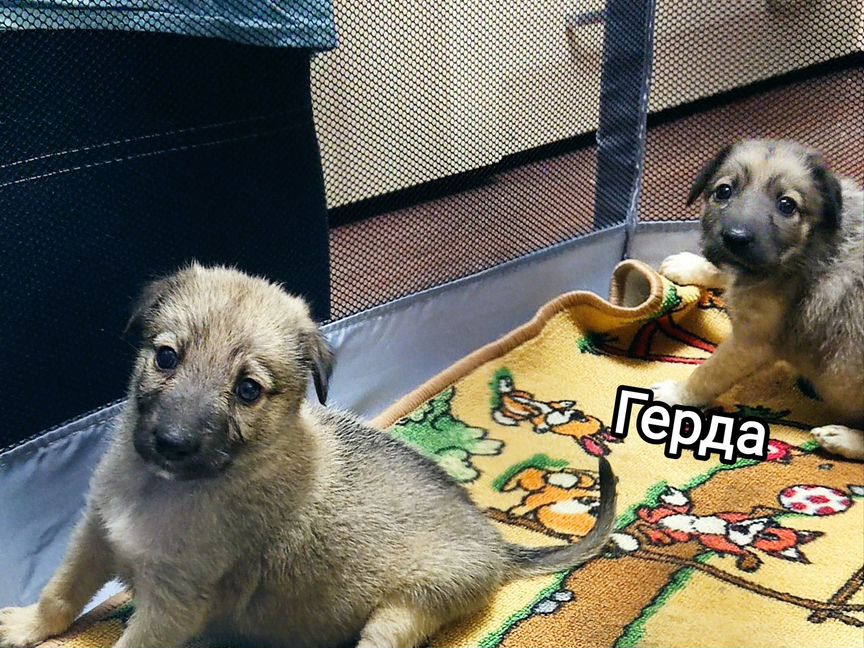 Щенки дворняжки ищут любящую семью
