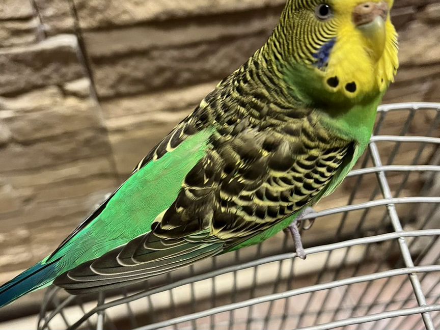 Волнистые попуги