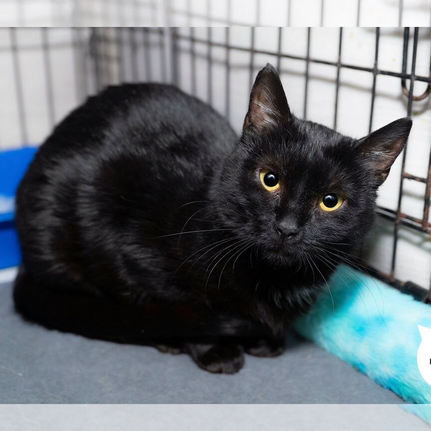 Европейская короткошёрстная, взрослая кошка из приюта