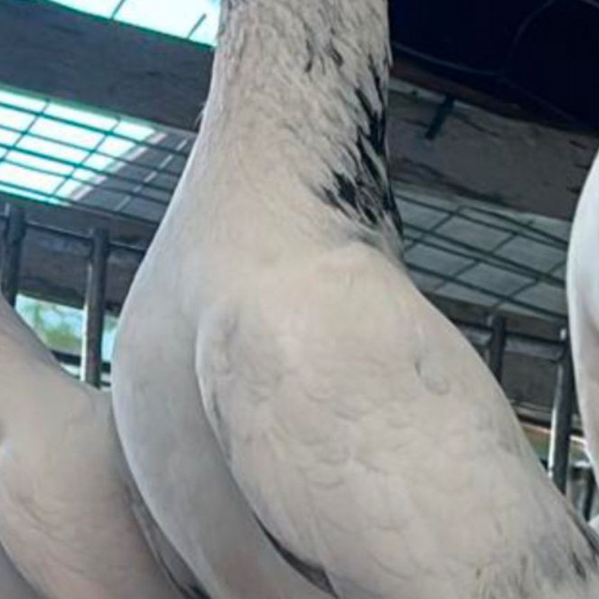 Венские голубь