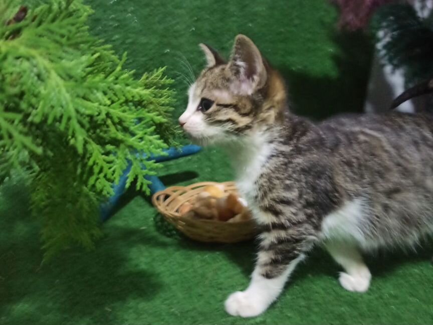 Дарю прекрасных котиков