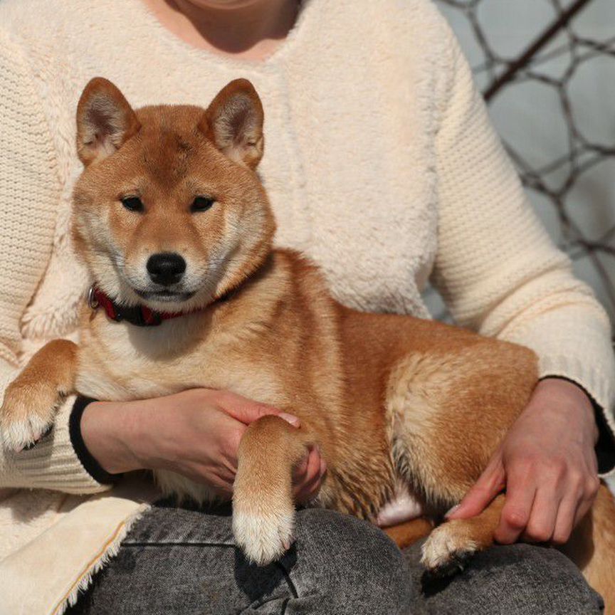 Сиба-ину, щенок