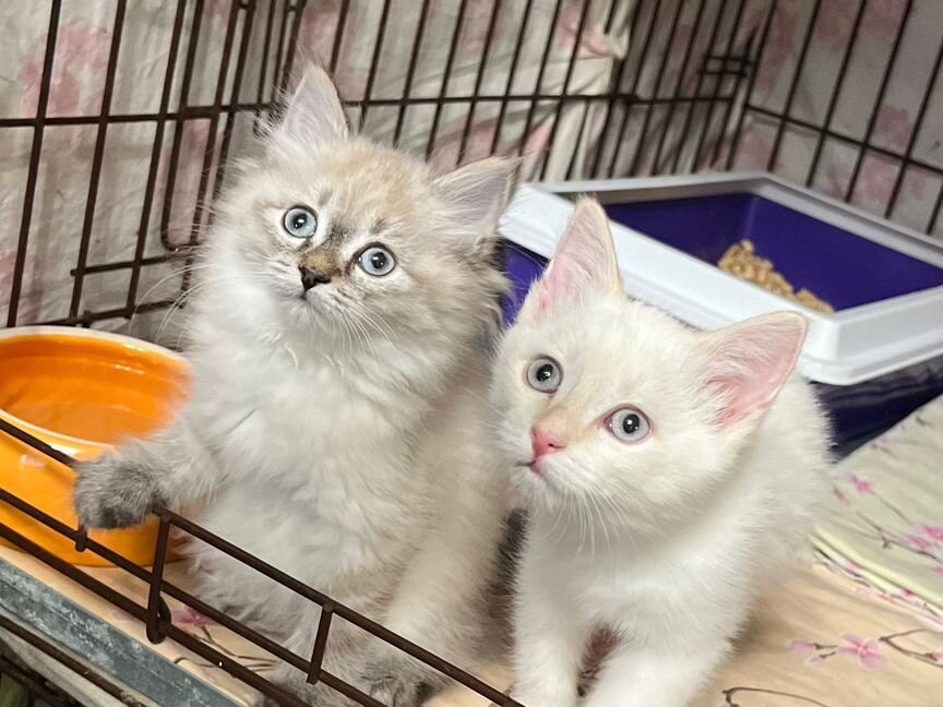 Шикарные котята ищут дом