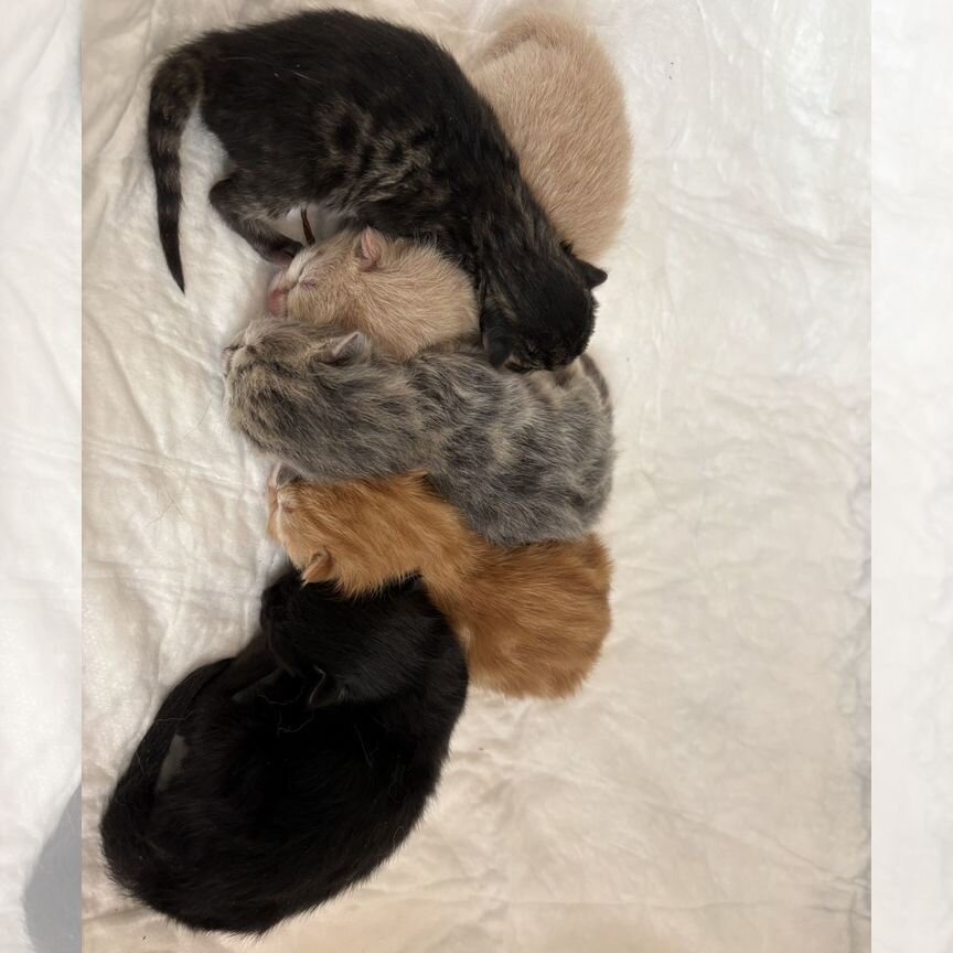 Шотландский вислоухий короткошёрстный котёнок
