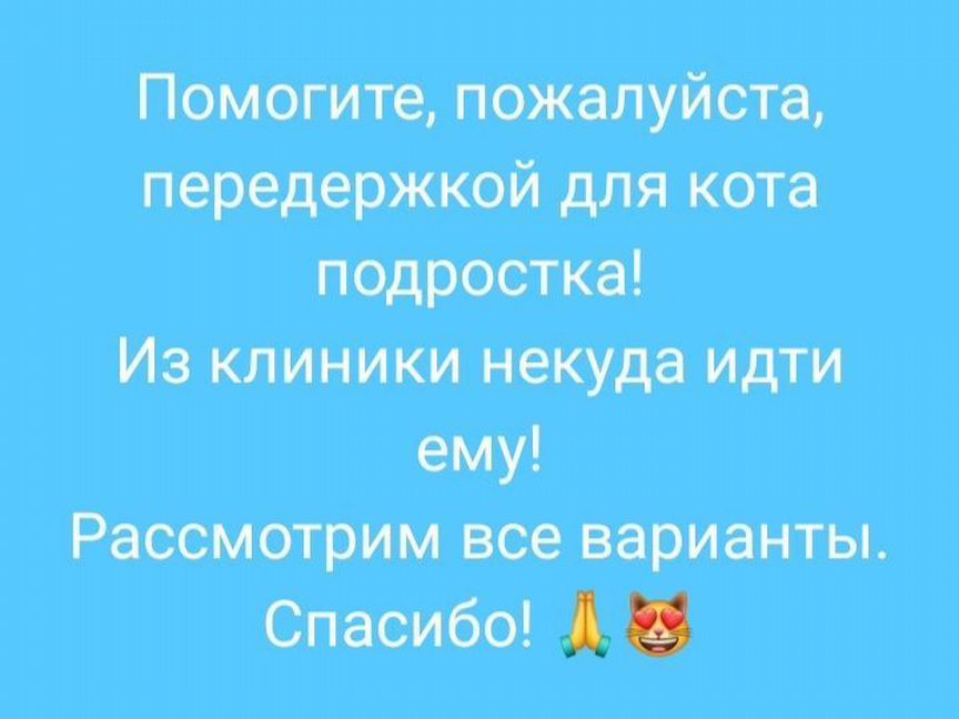 Ищу передержку на время для кота подростка